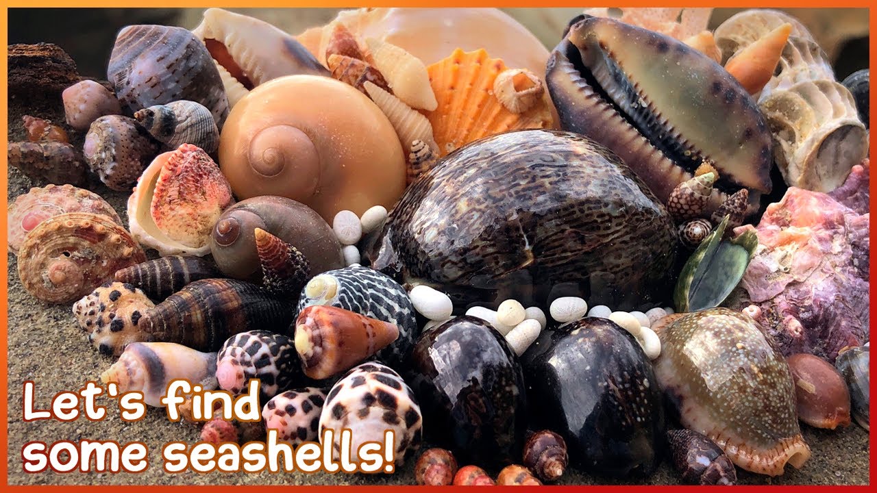 Finding Seashells in the Rock Pools | Nautilus Core [Virtual Shelling ...