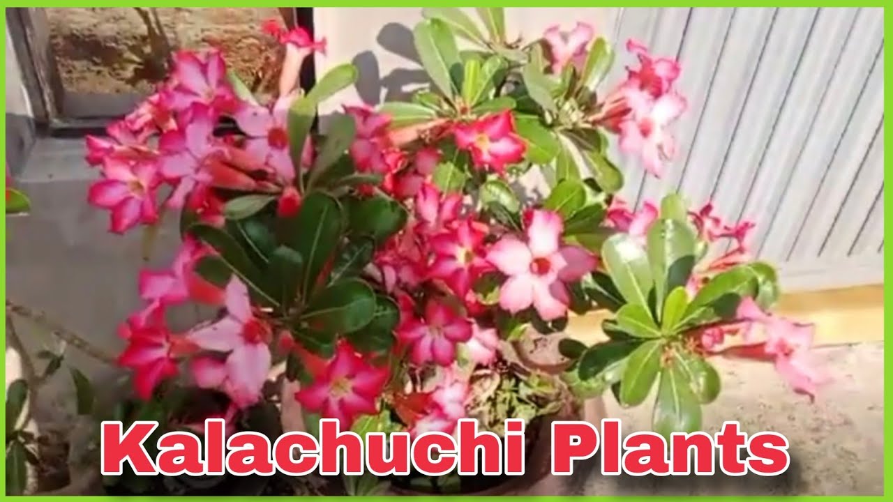 Kalachuchi flower,in my garden,stunning and beautiful.@MyleneC - YouTube