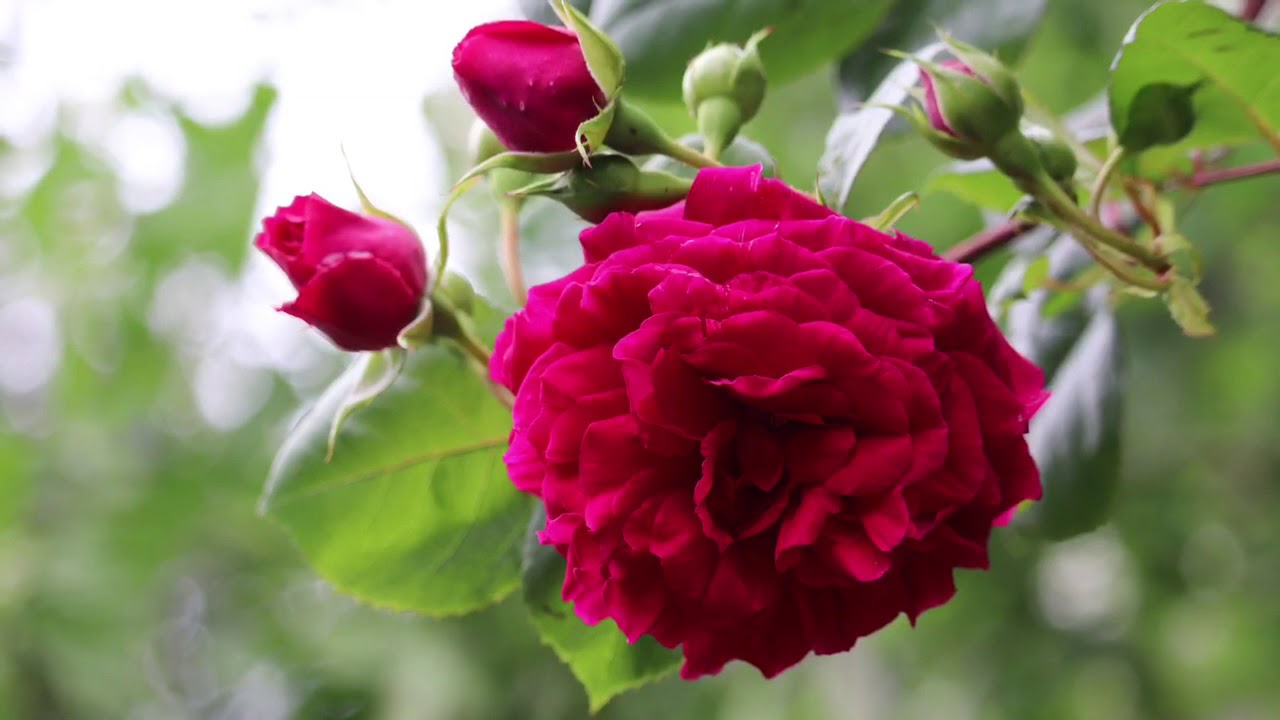 Akao herb & rose garden coeda hause - YouTube