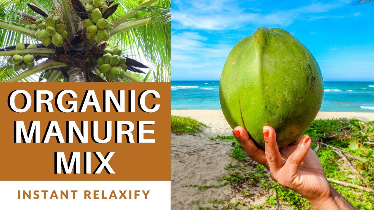 Home Gardening Best Fertilizer For Coconut Trees Coconut Plantation Home Gardening Best Fertilizer For Coconut Trees Coconut Plantation