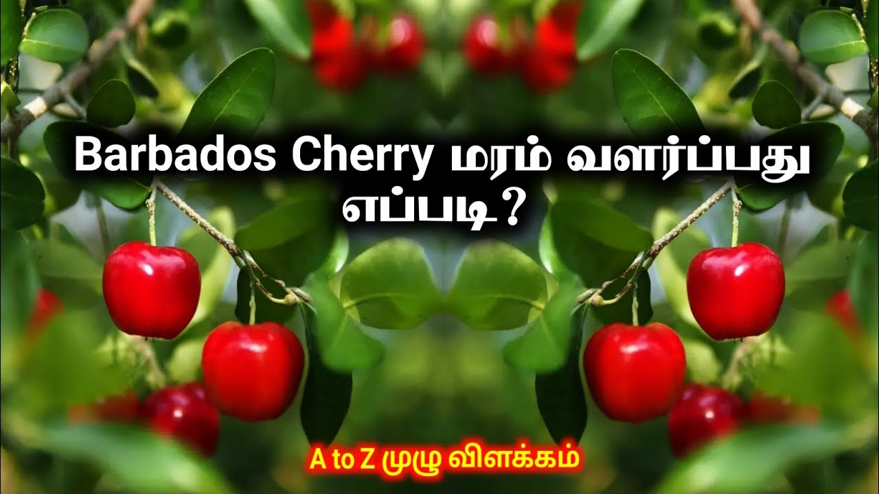 How to grow cherry plant in Tamil/cherry plant care Tamil/cherry plant ...