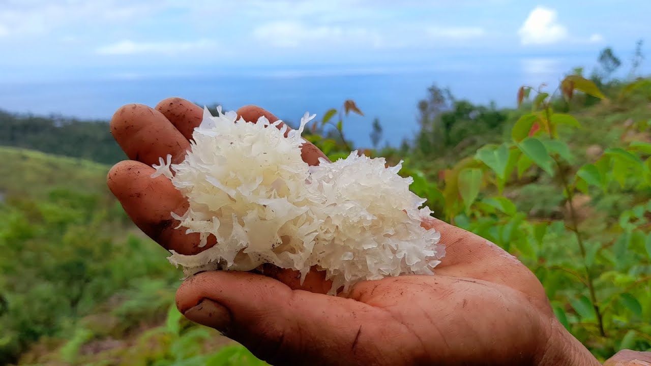 Wild mushroom /Beautiful in white edible mushroom for lunch. # ...