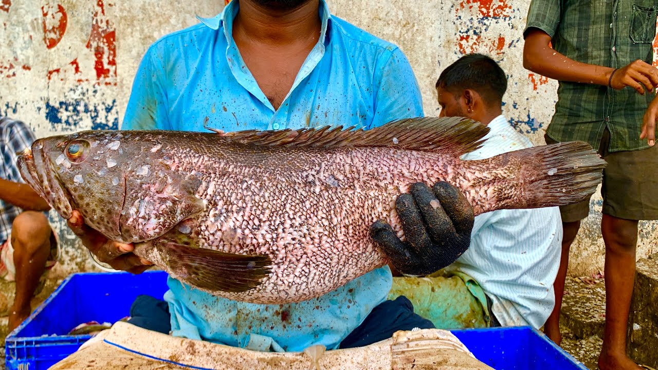 GROUPER FISH CUTS🔪FAST FISH CUTTING🔪KF FISHCUTS - YouTube
