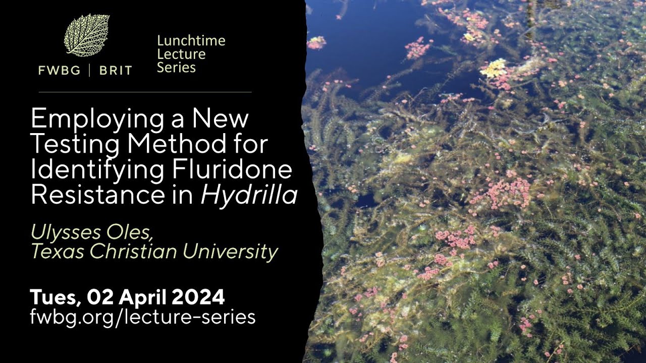 Lunchtime Lecture: Practical Testing for Hydrilla Control - YouTube