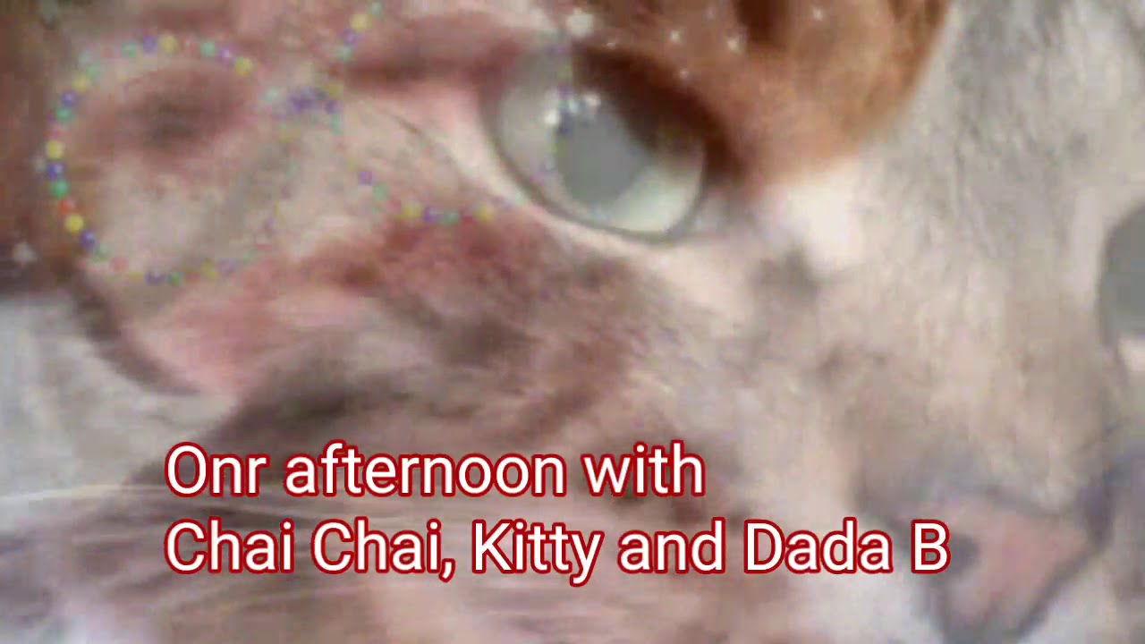 一個美麗的下午- 與貓s, One Beautiful afternoon with Chai Chai, Kitty and Dada ...