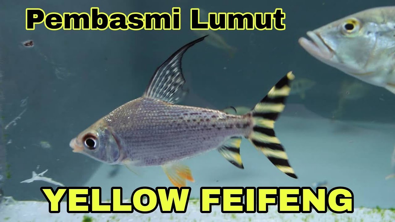 YELLOW FEIFENG YFF SI CANTIK TUKANG BERSIH BERSIH - YouTube