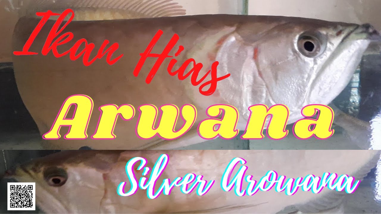 Arwana Silver - Ikan Hias Arwana Brasil Silver - Silver Arowana - YouTube