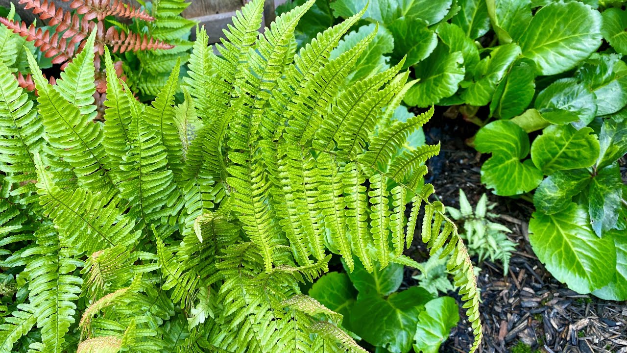Spring & Summer Updates, Autumn Fern (4K) - August 15, 2024 - YouTube