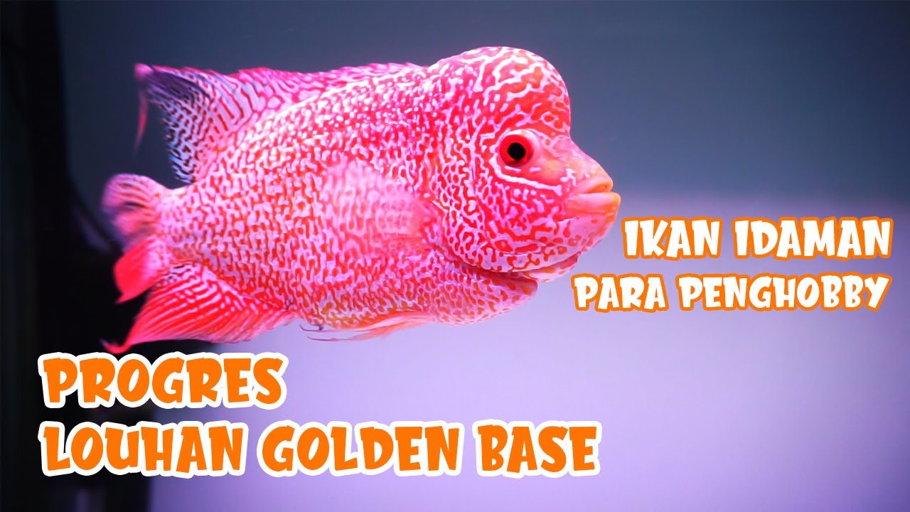 Progres Ikan Louhan Golden Base Kamfa | Hampir Full Mutasi - YouTube