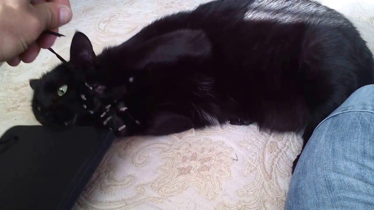 Amazing black cat attack - YouTube