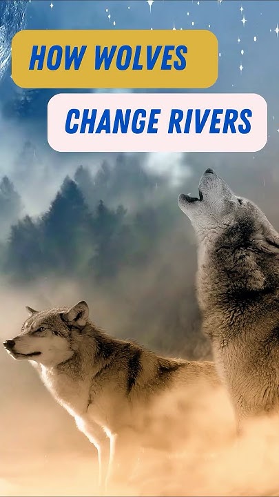 How Wolves Change Rivers - Yellowstone National Park - YouTube
