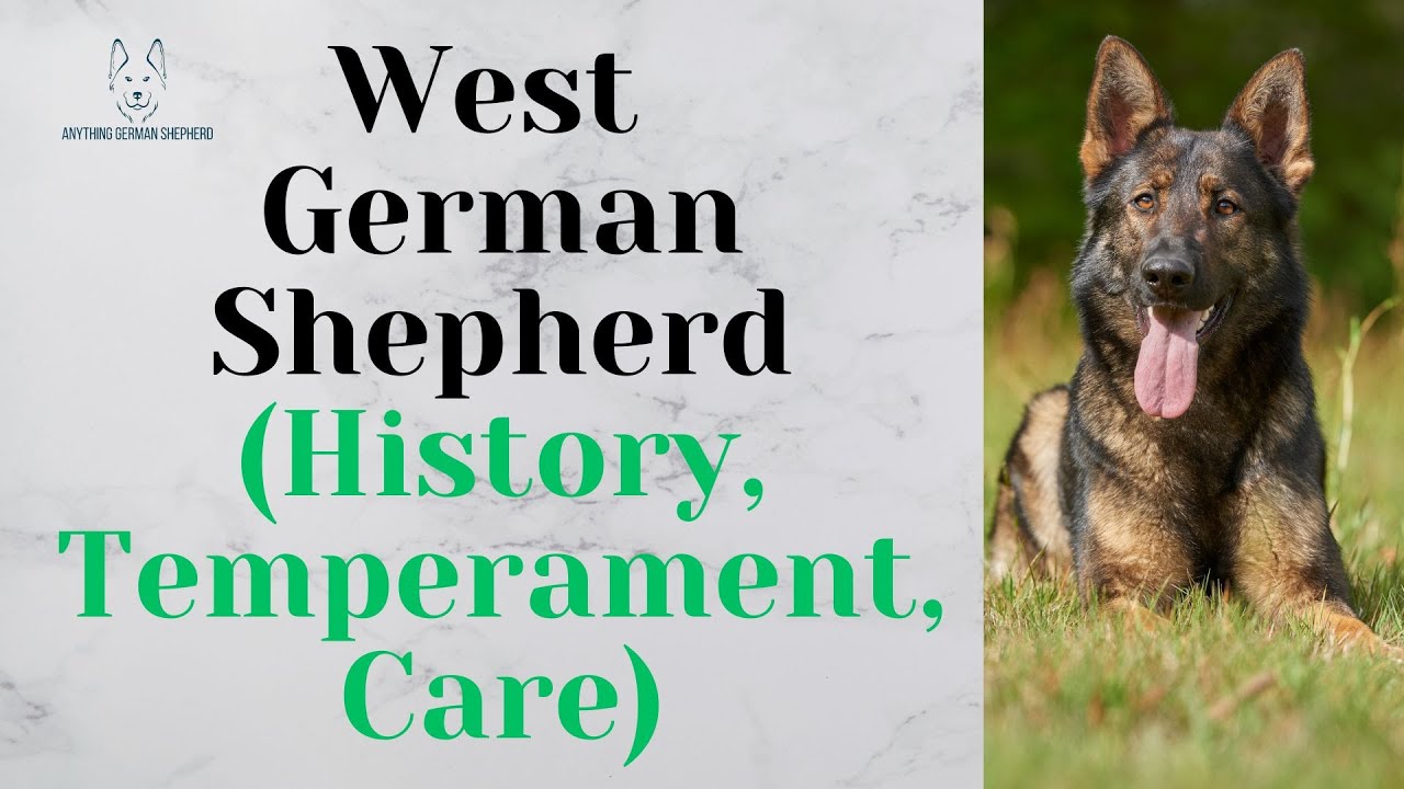 West German Shepherd (History, Temperament, Care) - YouTube