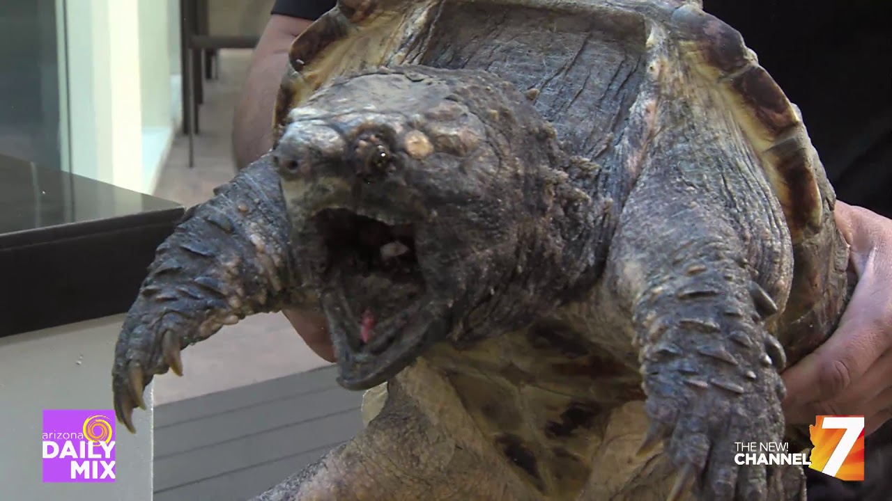 50 Pound Alligator Snapping Turtle! - YouTube