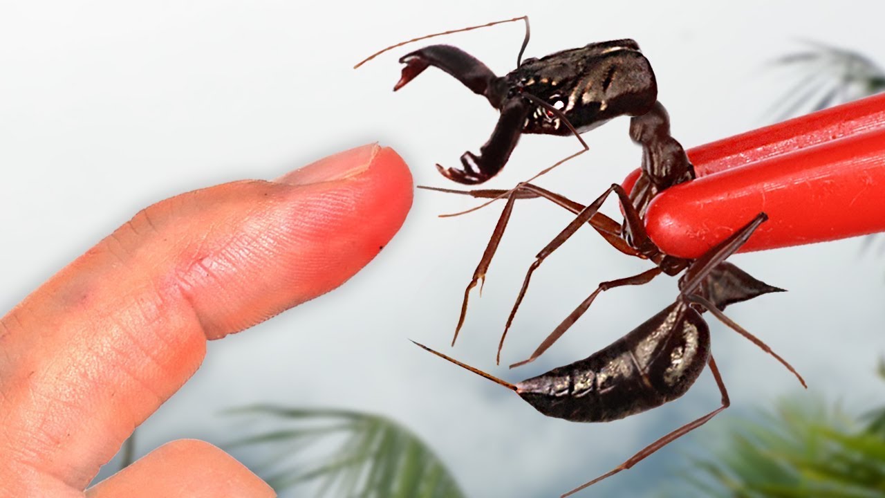 Am fost mușcat de o furnică clic cu cele mai groase fălci! Furnici ...