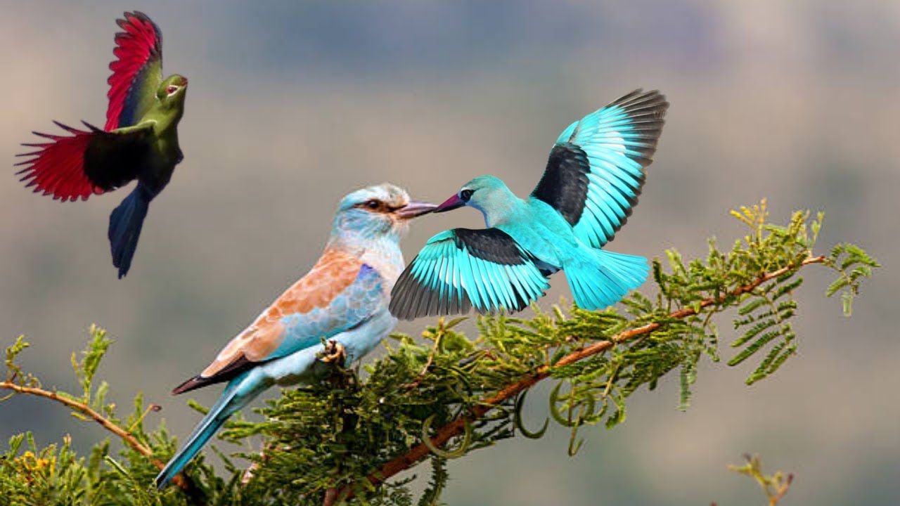 The 4k Most Beautiful African Birds | with Pak Nature Birds | - YouTube