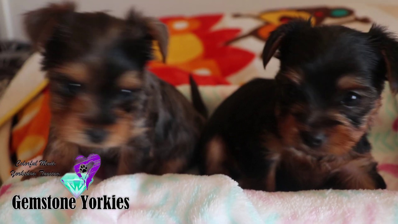 Happy Yorkie Girls! - YouTube