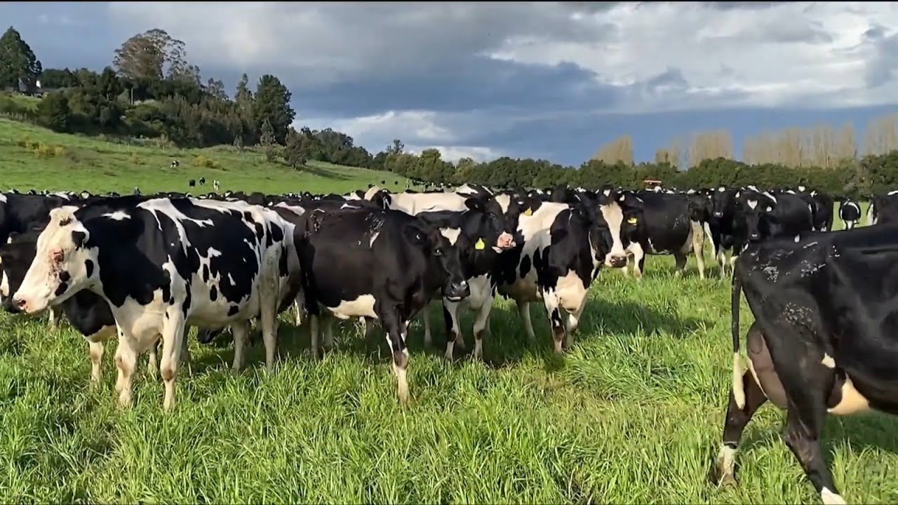 Mujeres buscan liderar lecherías en Chile - YouTube