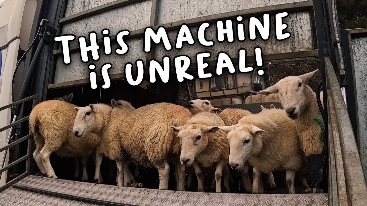 Dipping sheep during tupping! Are we crazy? | The Sheep Game | The ...