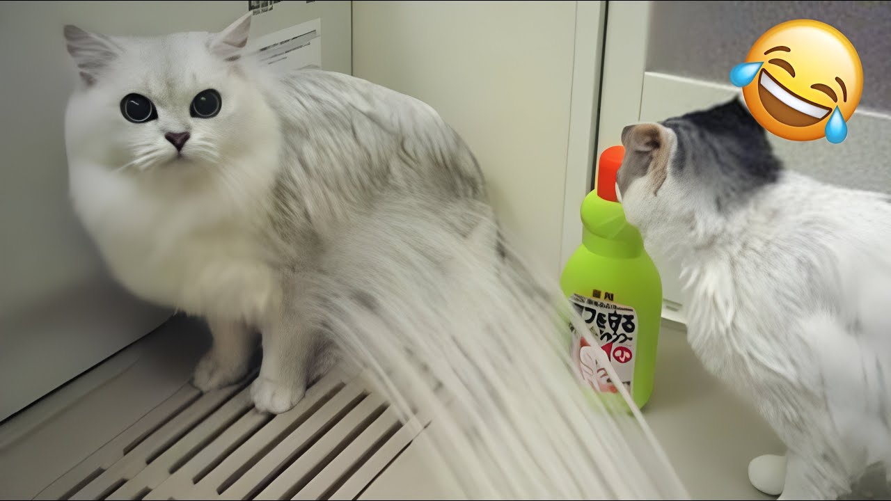 "Crazy & Funny Cats! 😂🐱 Hilarious Moments Compilation!" - YouTube