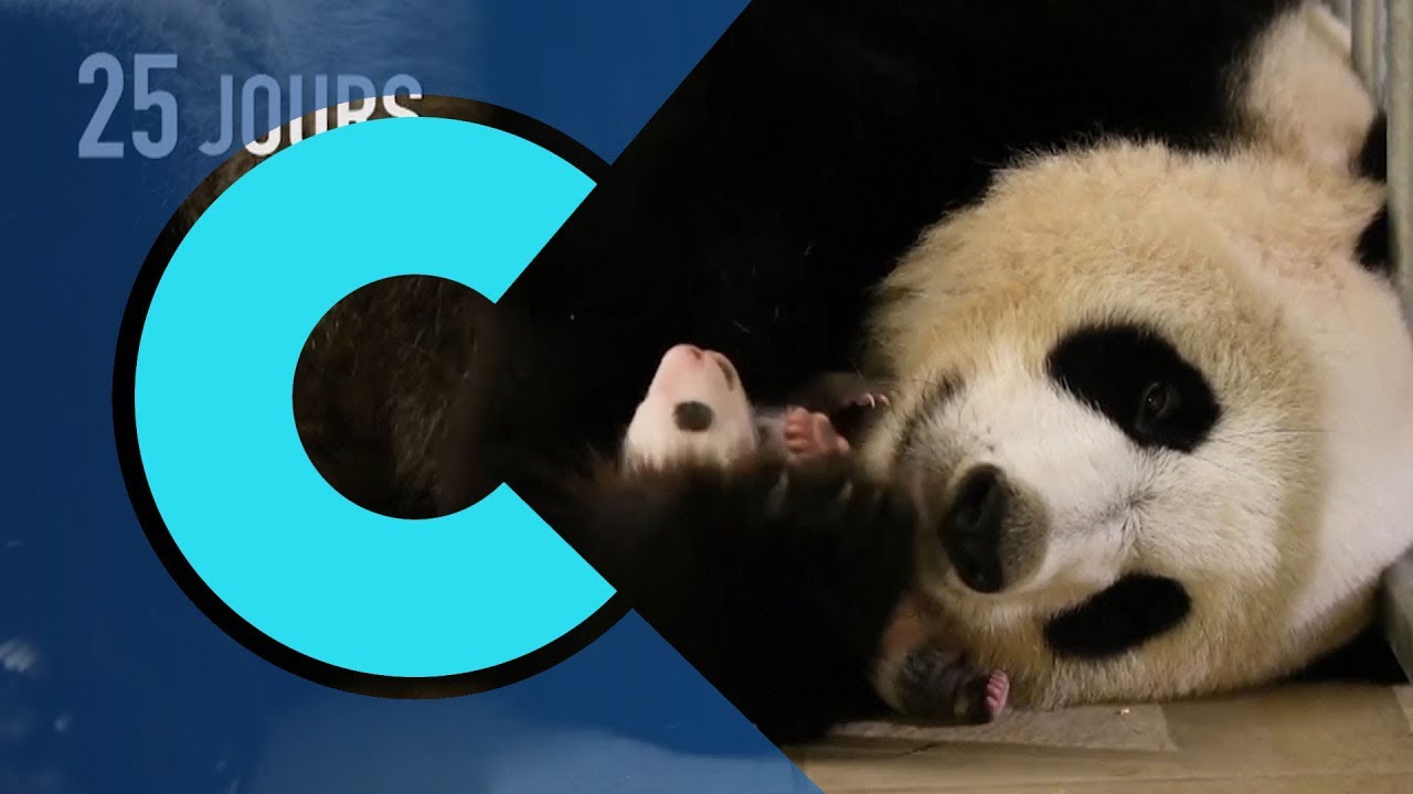One-month-old panda cub doing well at French zoo - YouTube