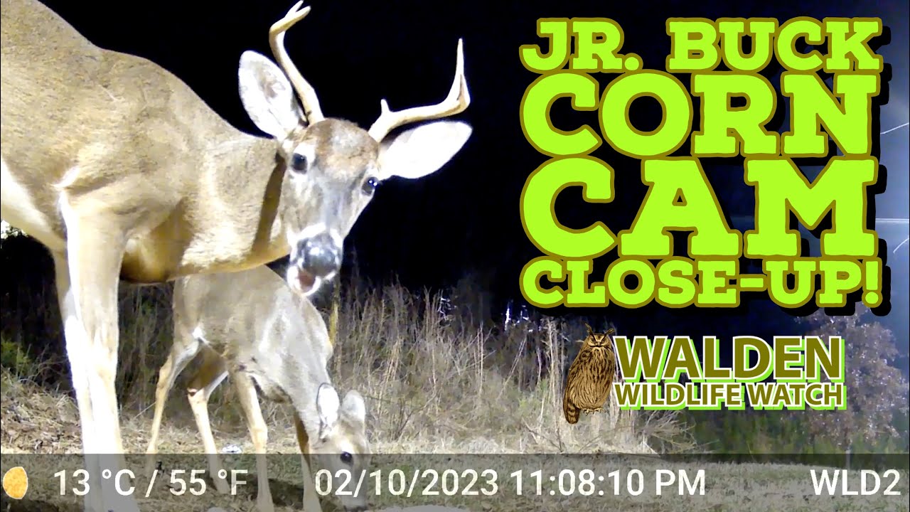Mr. Buck [Jr.] on deer corn cam! - YouTube