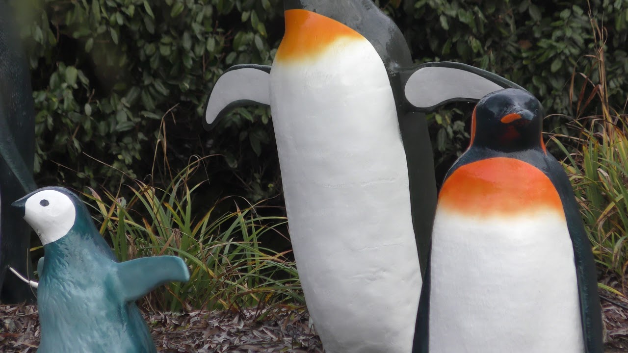 good fake Penguins for Christmas at Colchester Zoo 19dec17 1138a ...
