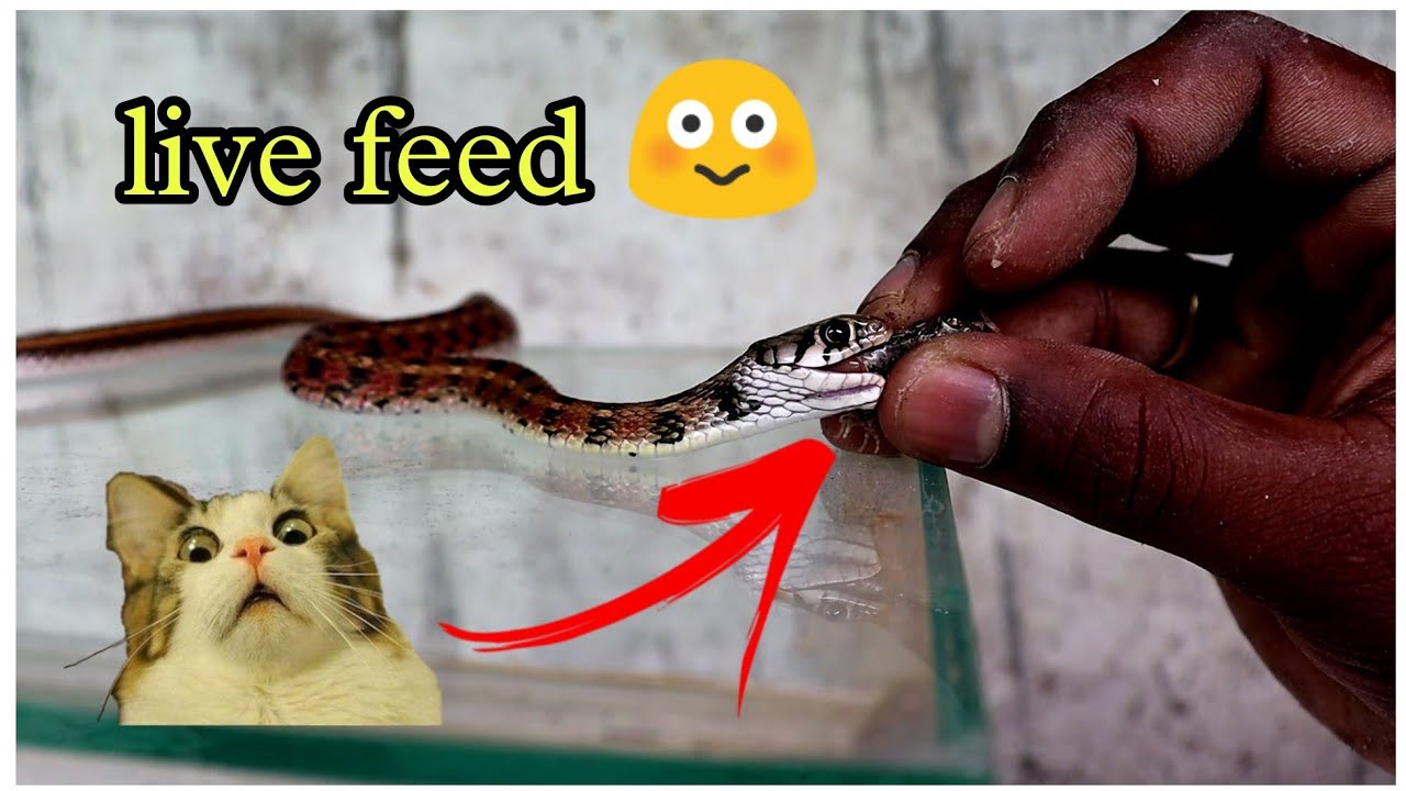 We gave Snake Feed | Live Feed | Hunting World - YouTube