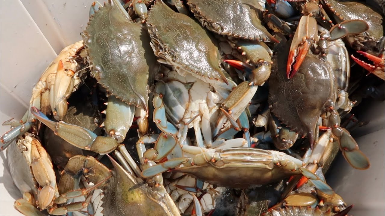 BLUE CRABS | DELAWARE'S DEADLIEST CATCH!! - YouTube