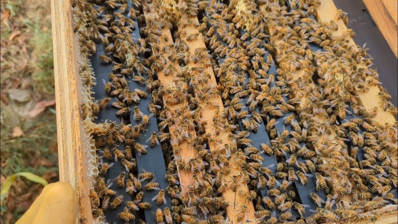 I need your suggestions on pollen bound frames! - YouTube