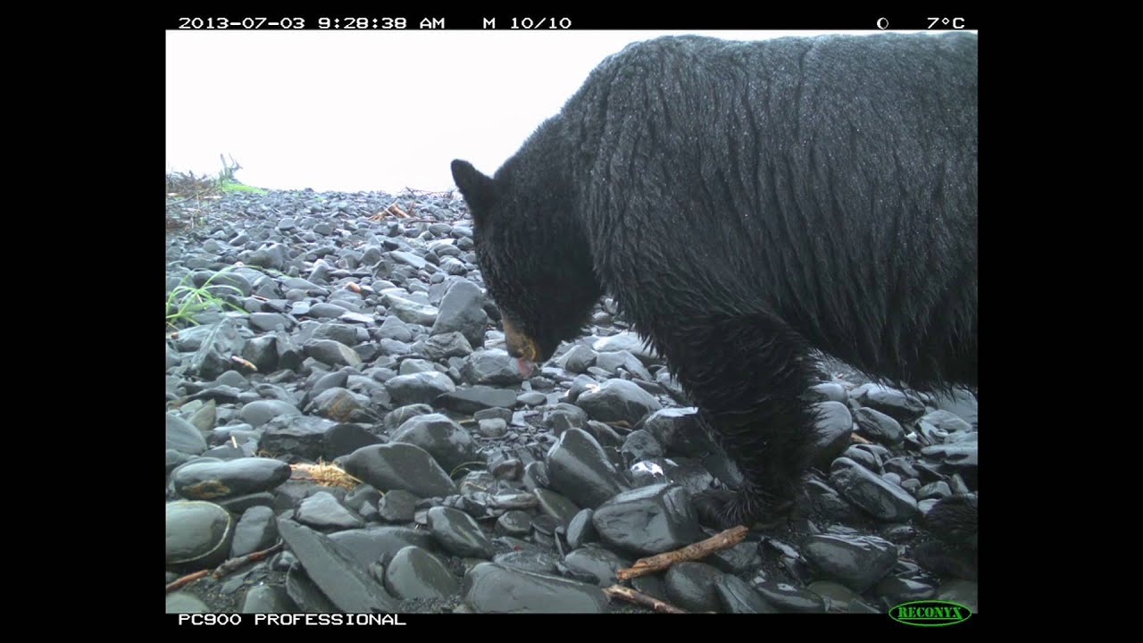 Black Oystercatcher Nest Predation - YouTube