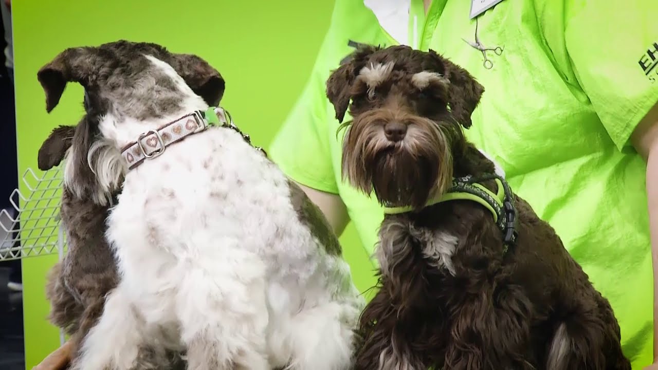 Scheren eines American Schnauzers - YouTube