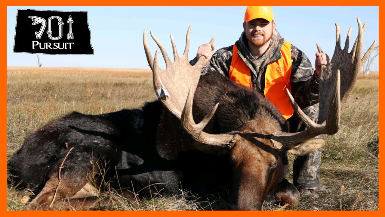 One Day. One North Dakota Moose. Once In A Lifetime. - YouTube