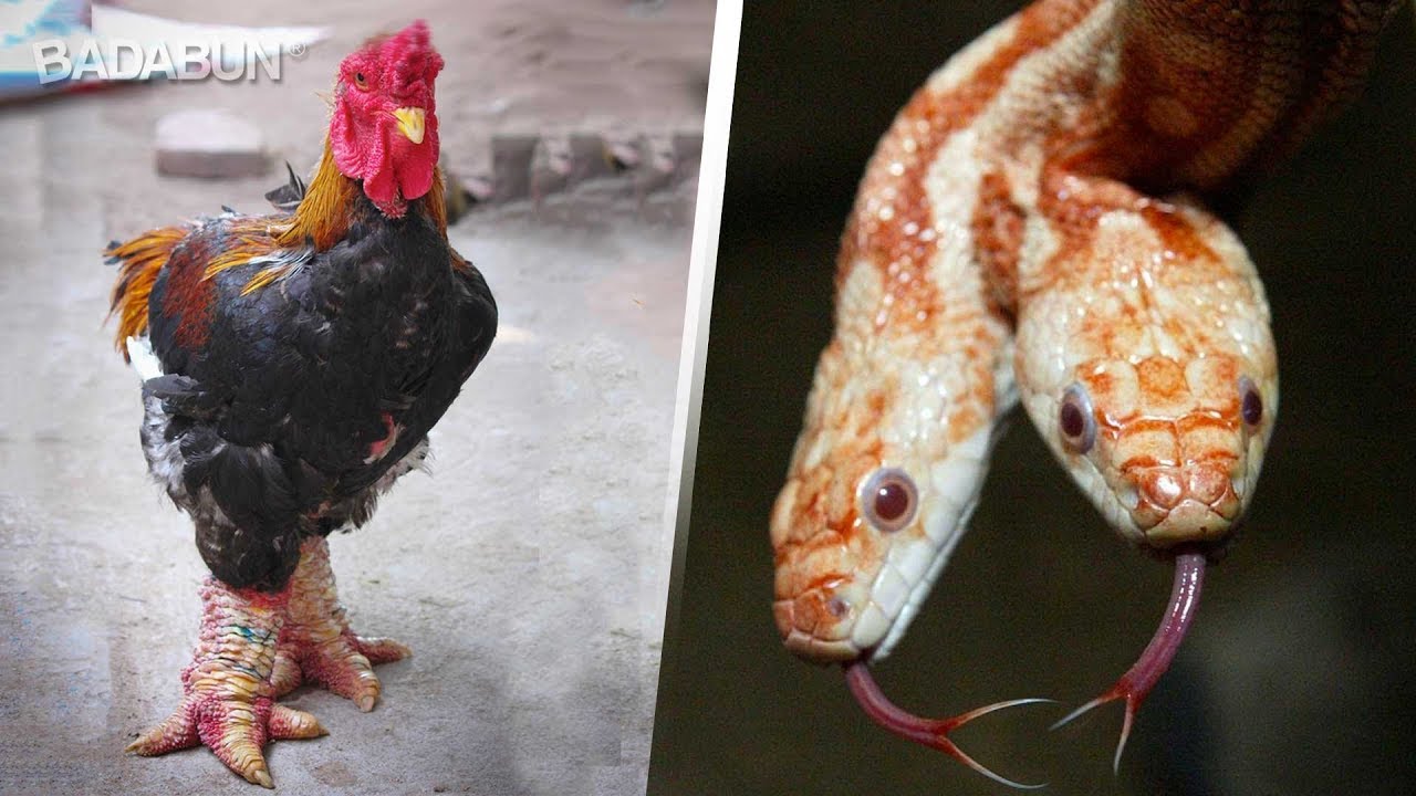 Animales Mutantes Que Son Reales