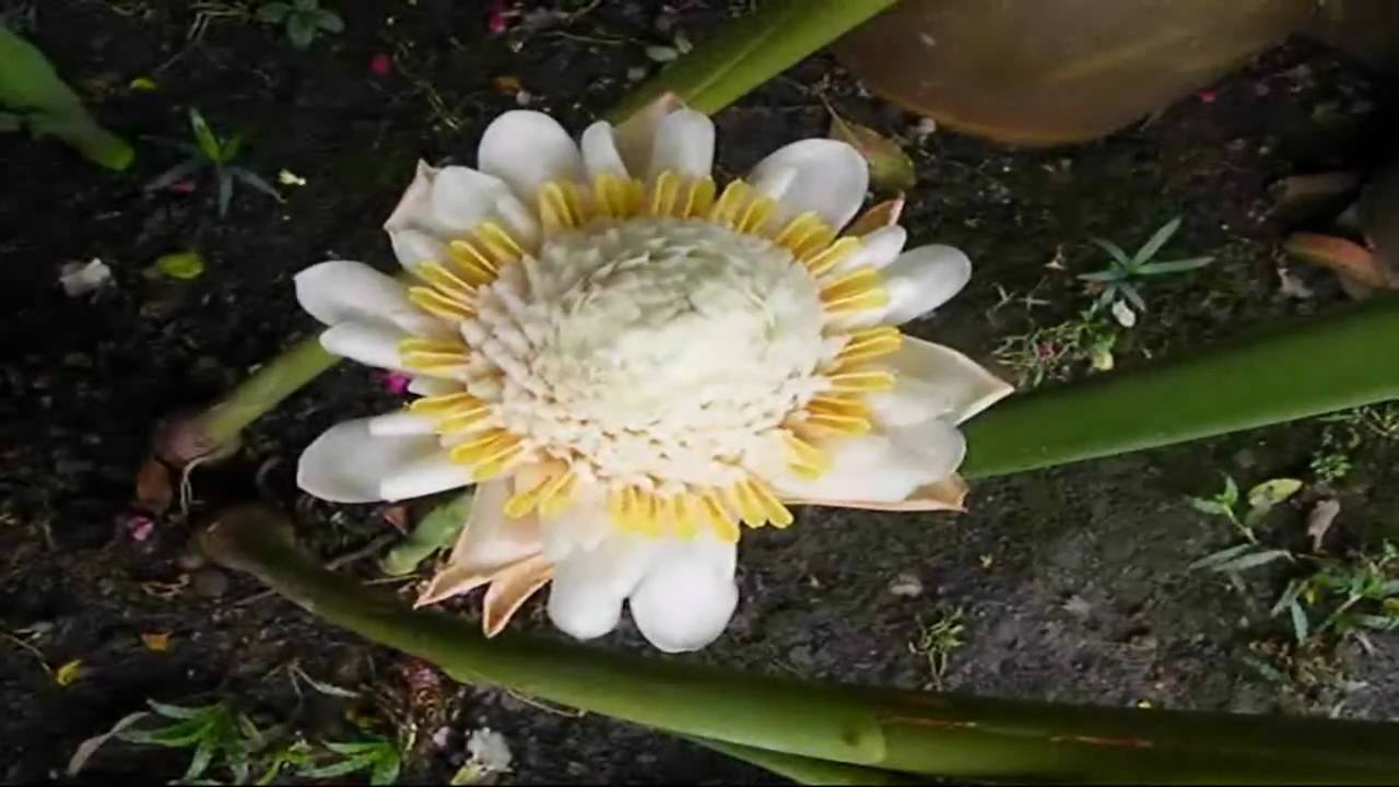 White Torch Ginger - ดอกดาหลาขาว - YouTube