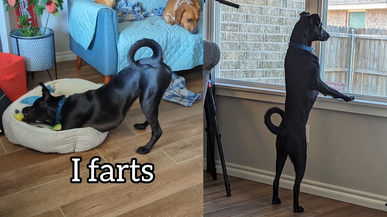 Dog farts everywhere! So hilarious! Lmao 😂😂 - YouTube