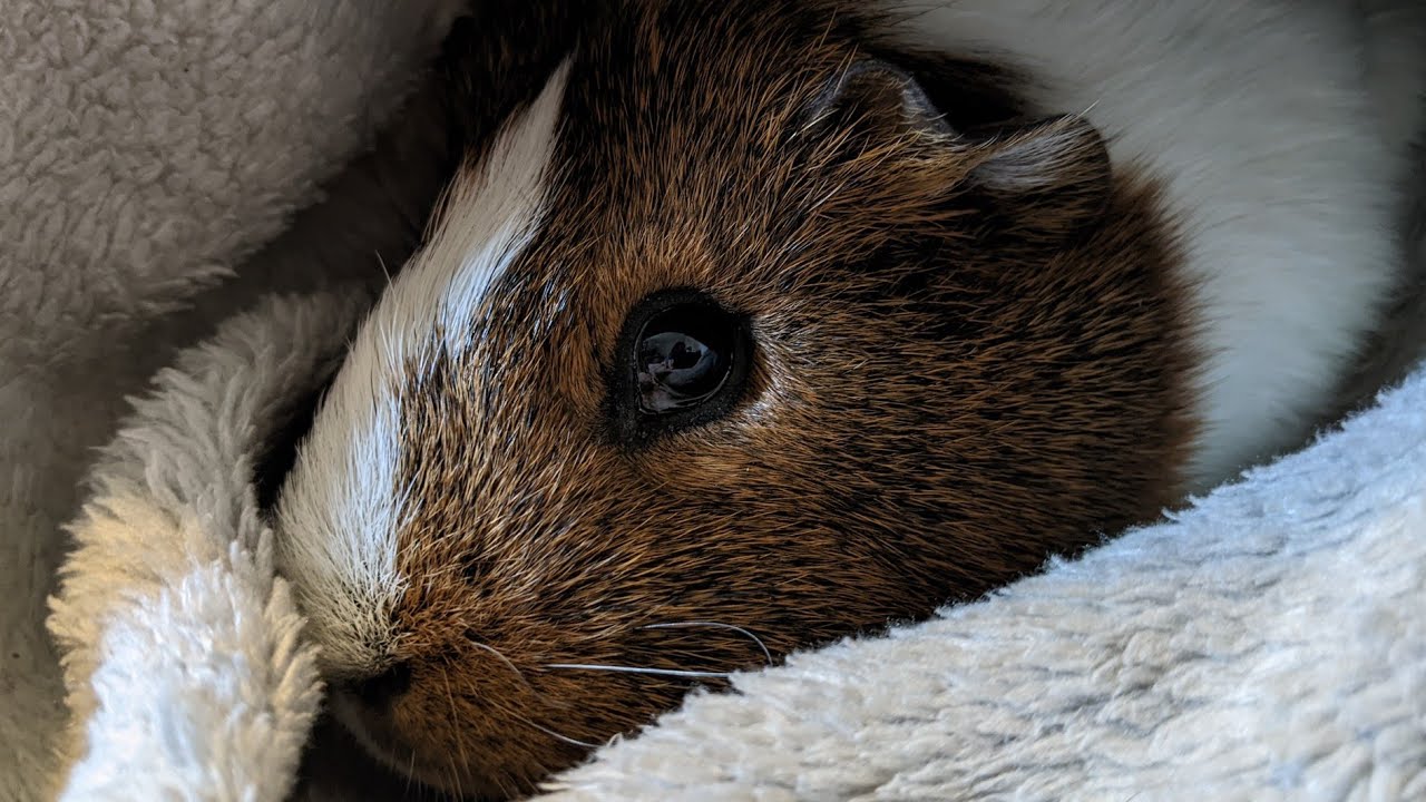 Tiny Is A Cute Guinea Pig - YouTube