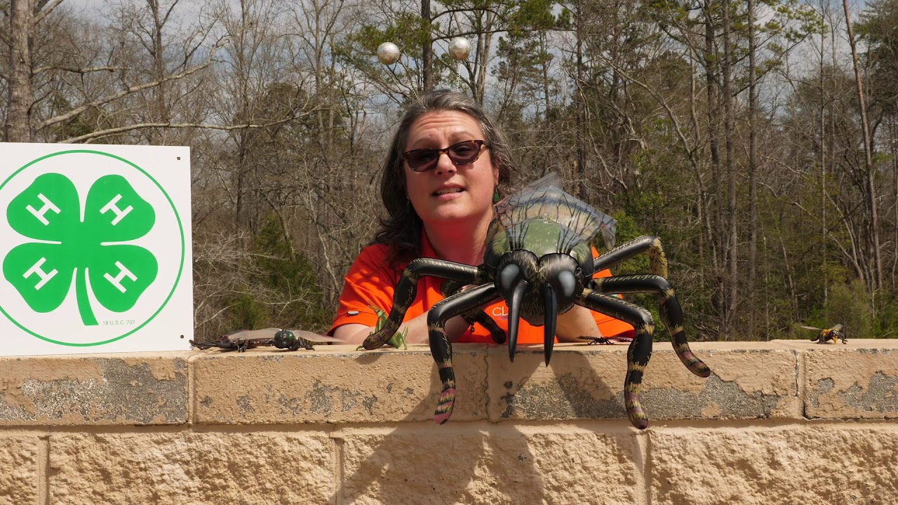 Bee A Friend To Pollinators - YouTube