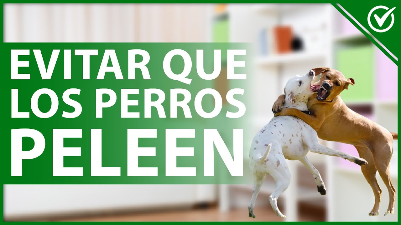 Como Hago Para Que Mis Perros Dejen De Pelear