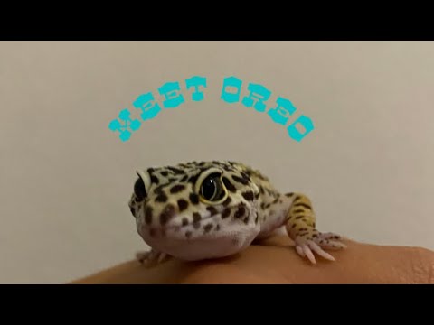 Meet my leopard gecko Oreo - YouTube