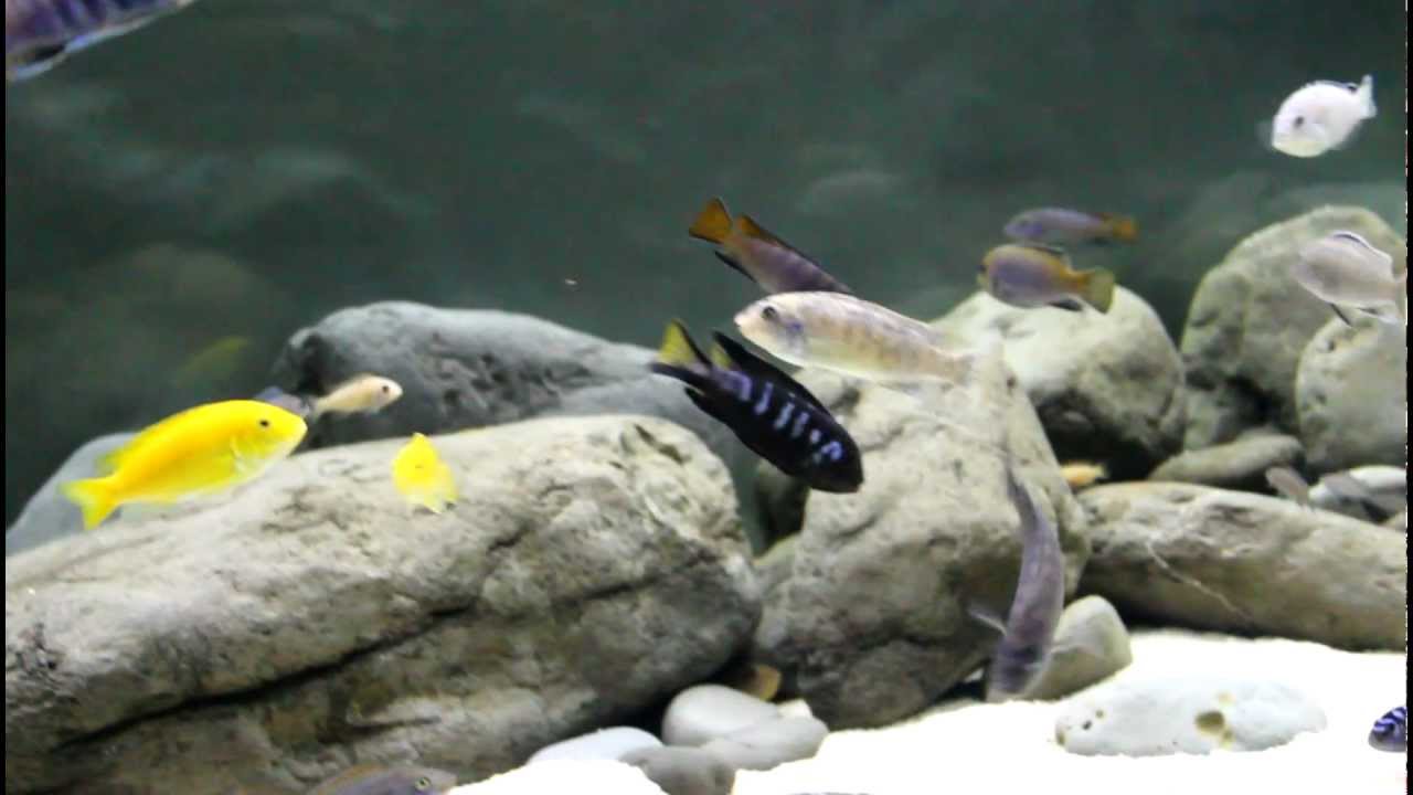 Fêmea Metriaclima sp. zebra chilumba, Maison Reef a incubar - YouTube