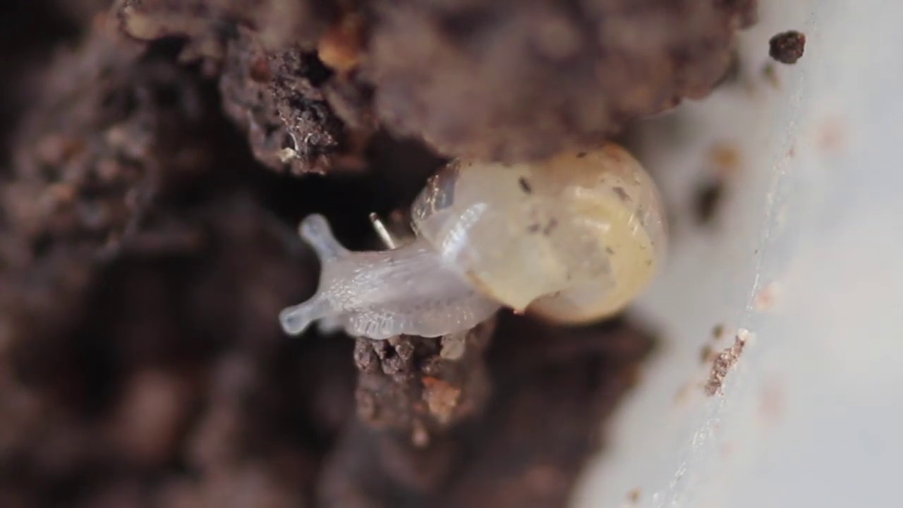 Snail hatchlings - YouTube