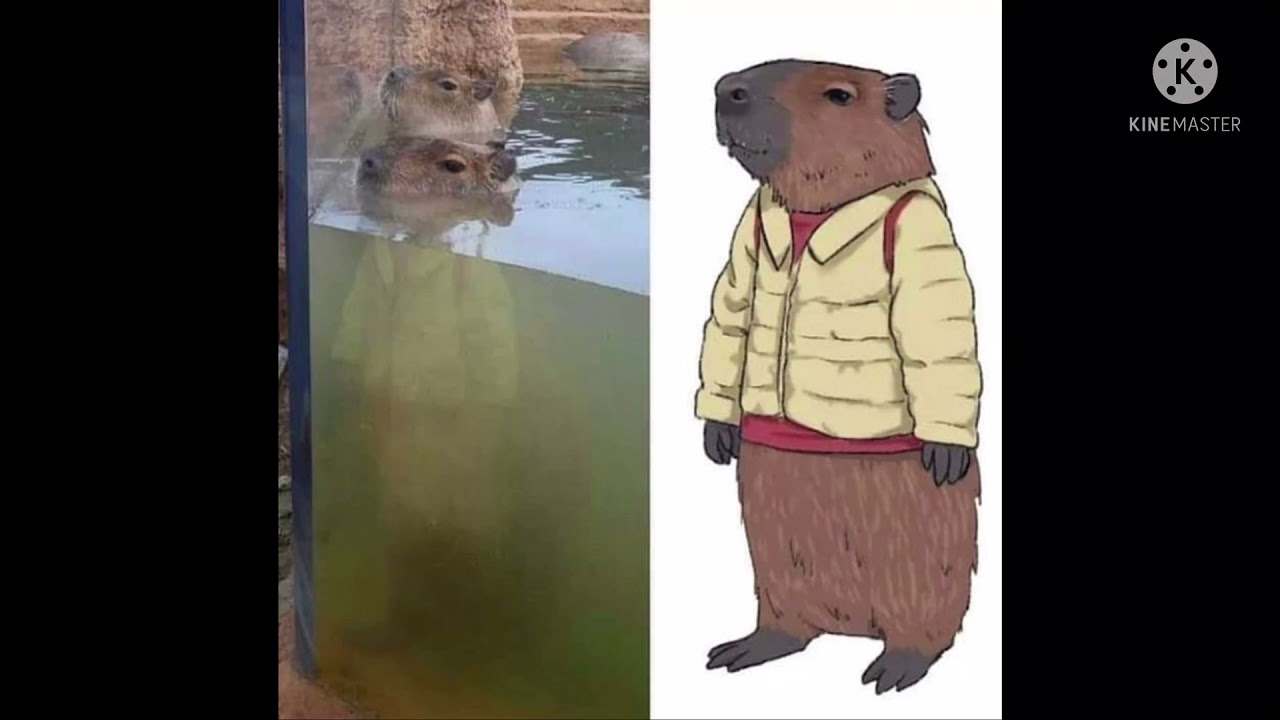capybara vibes - YouTube