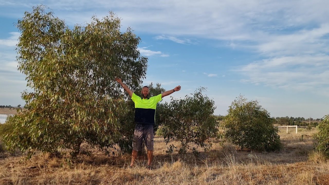 Rewilding AUSTRALIA - Healing the scars of the past - with results ...