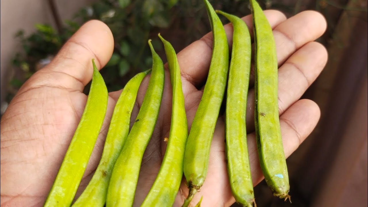 கொத்து கொத்தாக கொத்தவரங்காய்/ Cluster beans - YouTube