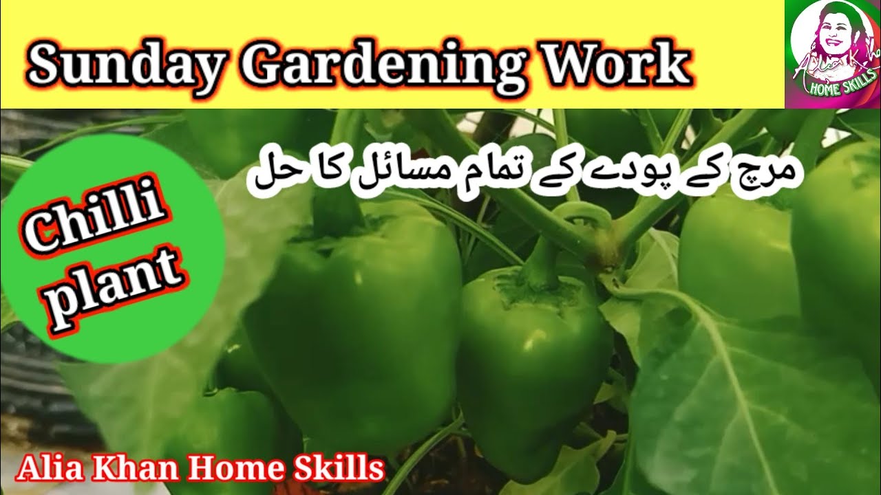 124- How to Care Chilli Plant /Sunday Gardening Work/Alia Khan Home ...