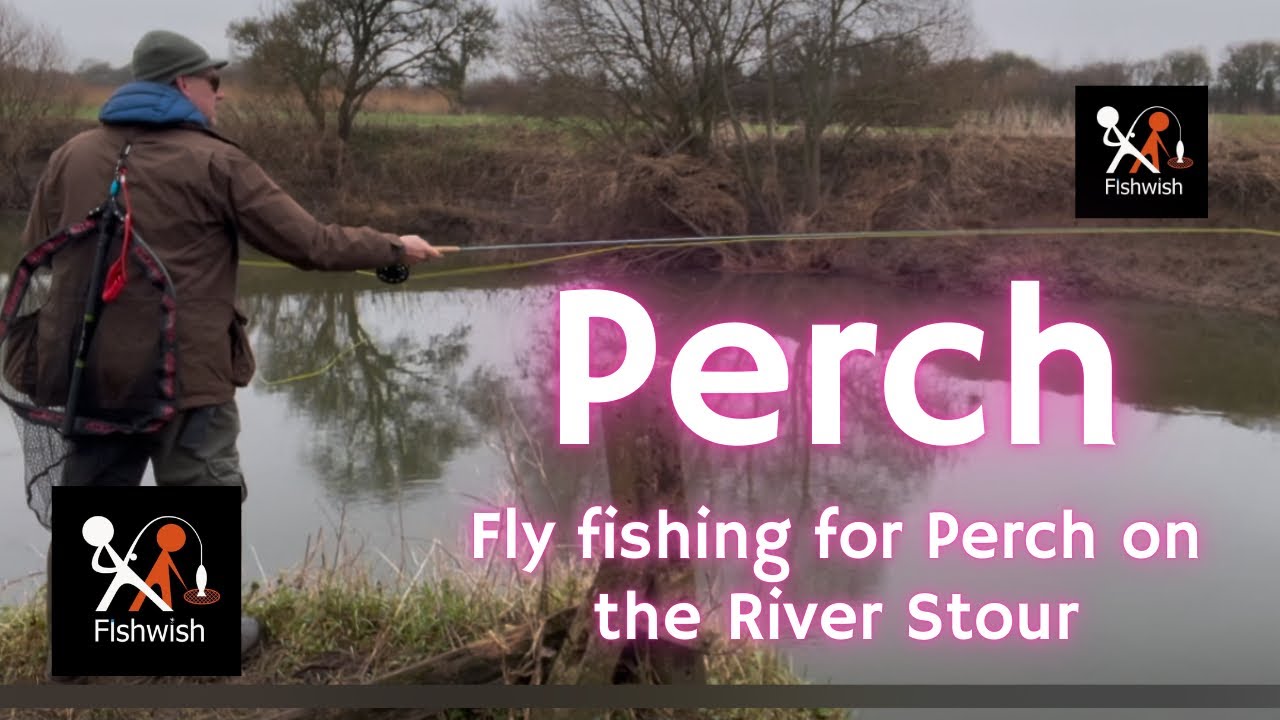 Fly fishing for perch on the river stour - YouTube