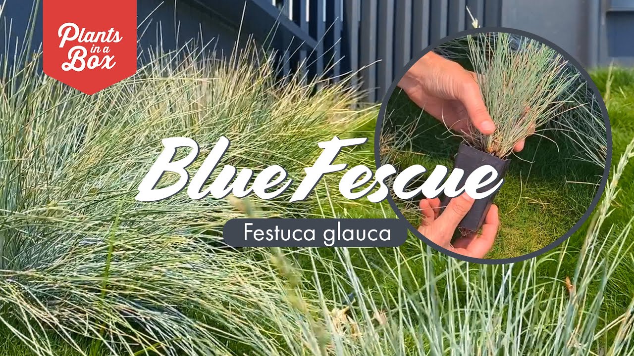 Blue grasses? Bring some colour into your garden with the dreamy blue ...