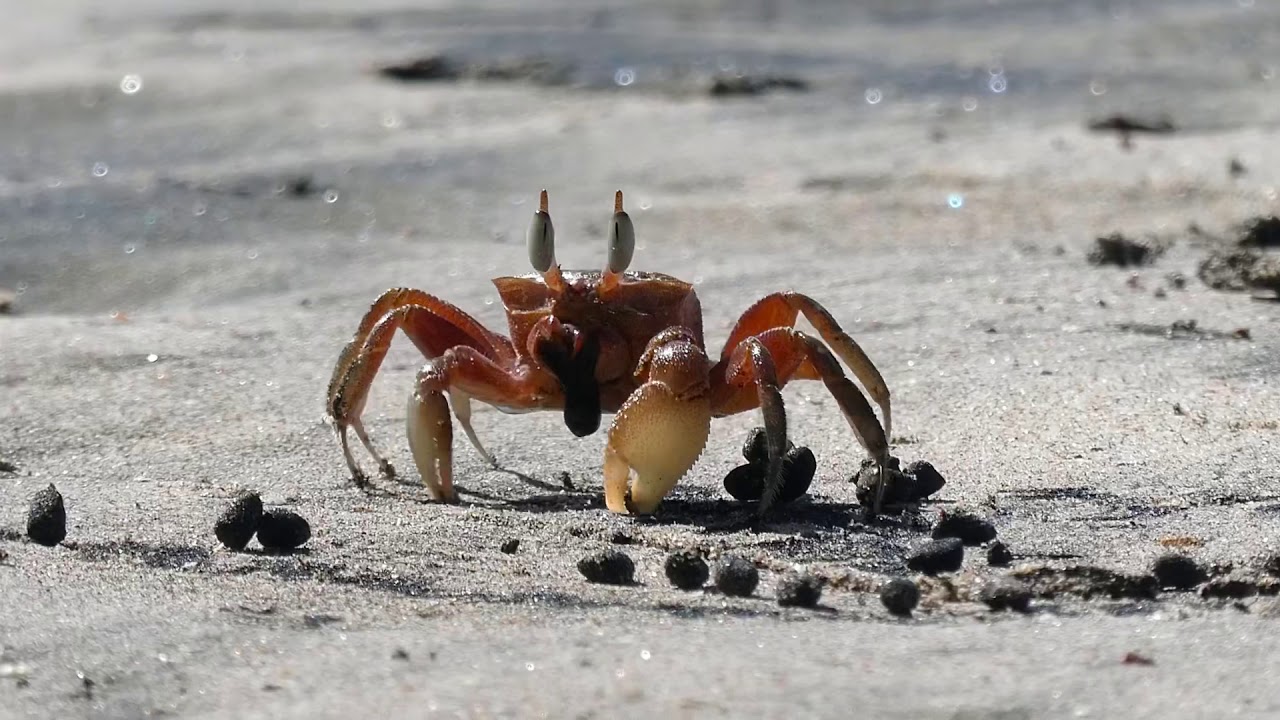 Little Crab eating and pooing sand - YouTube