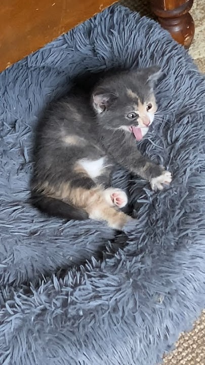New Addition To My Harem Of Girl Cats New Calico Keeping Her Start Training She Goes In The