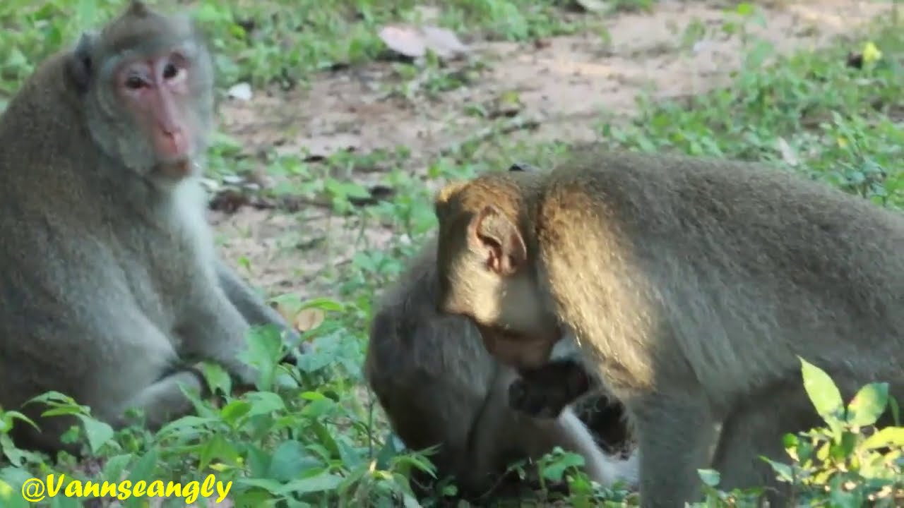 Jane Mom Bring Her Babies To Eat Lotus Fruits ,Janet ,Janna Baby Sit In ...